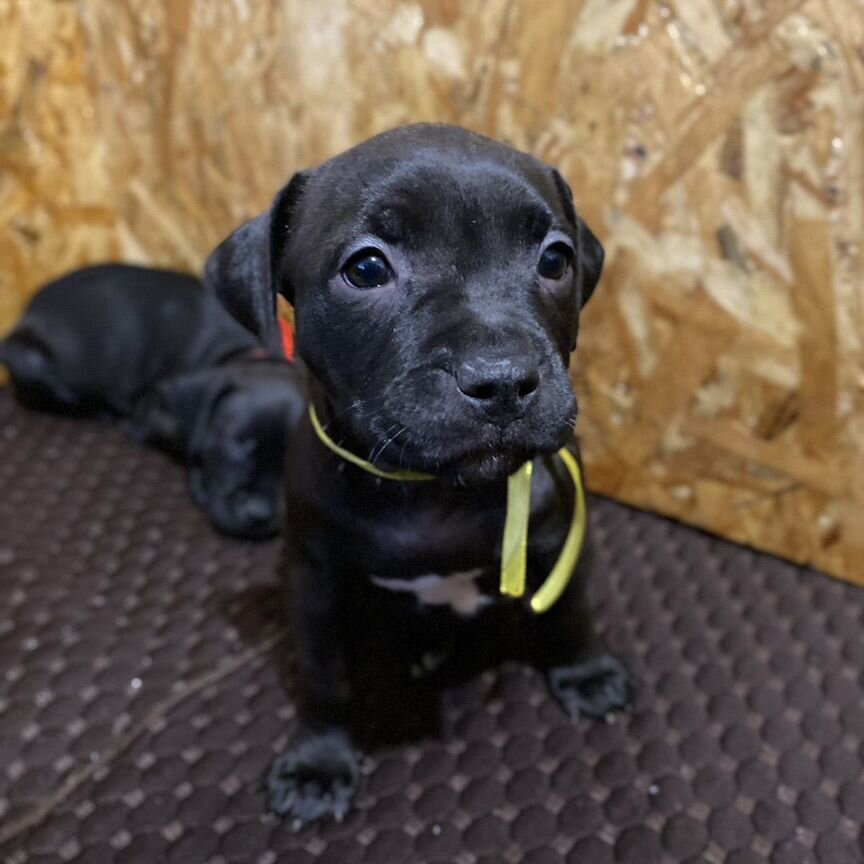 Питбуль малышка с документамм