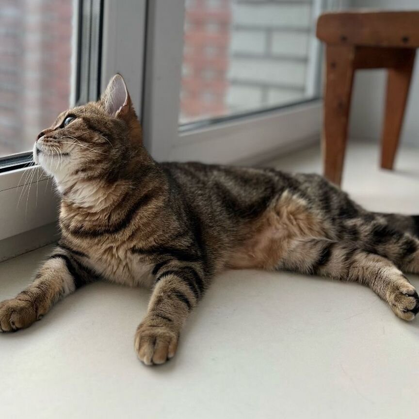 Шотландская прямоухая кошка