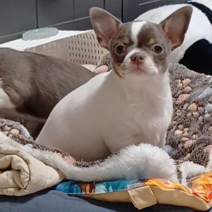 Чихуахуа, щенок