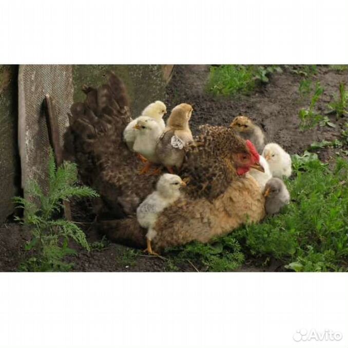 Клушка с цыплятами