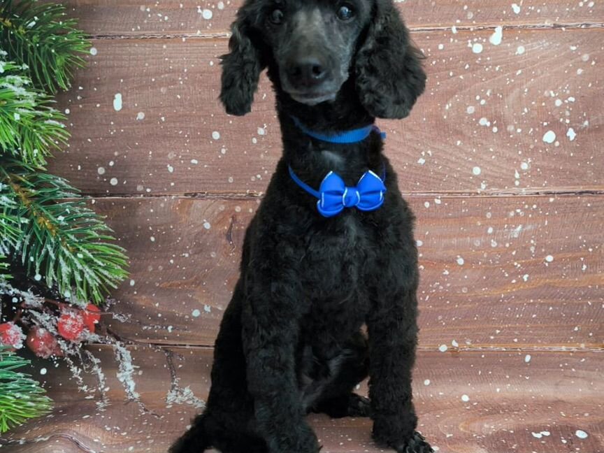 Мини пудель бесплатно в добрые руки