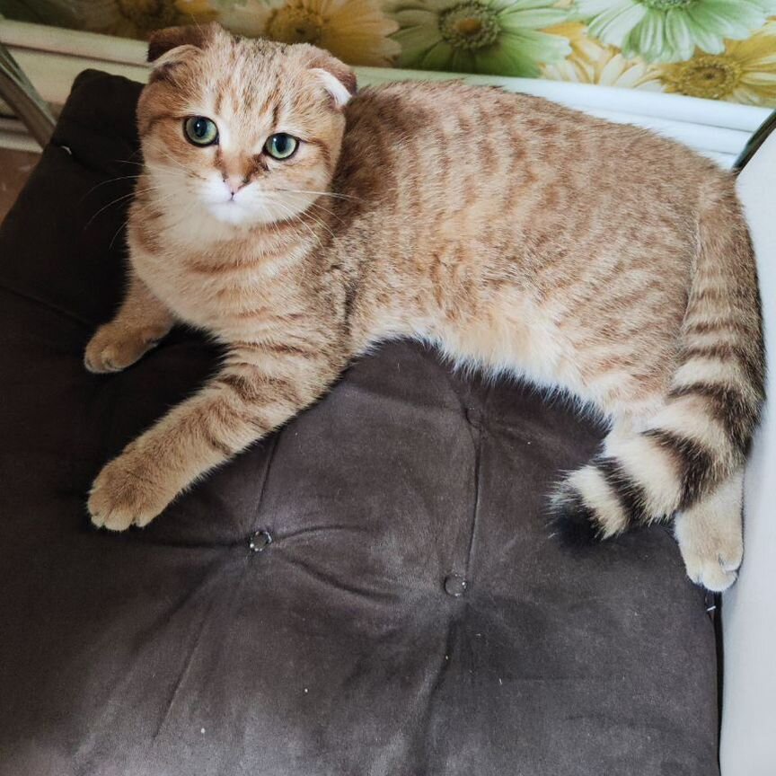 Вязка кошечка золотая шиншилла