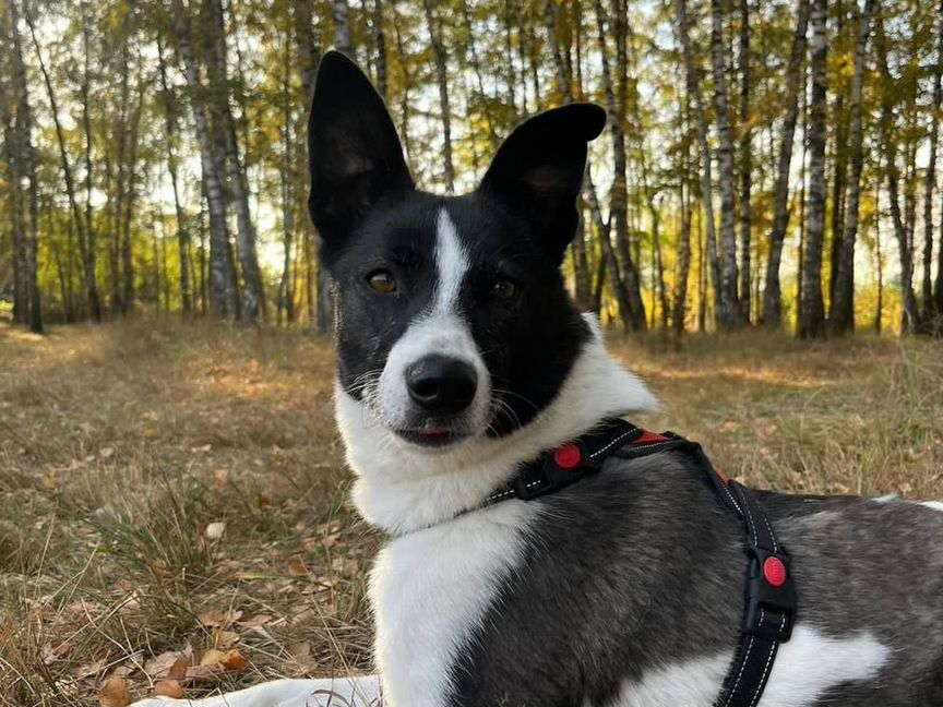 Малышка Адель из приюта ищет дом