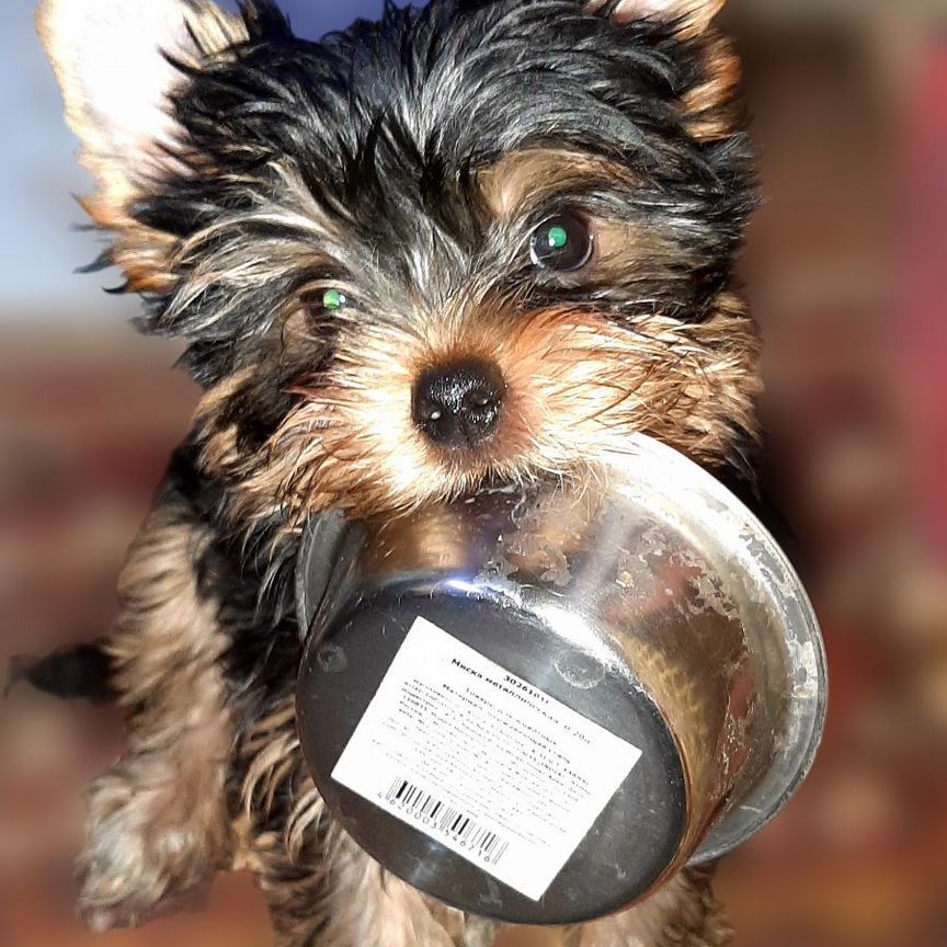 Йоркширский терьер щенки