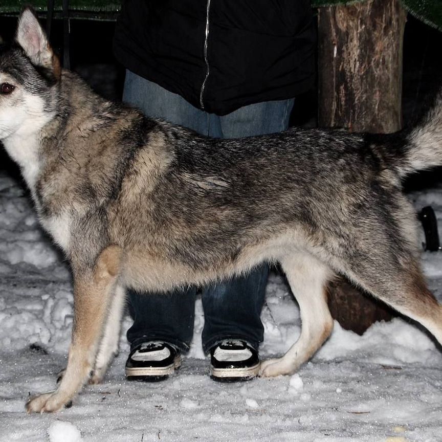Мраморная хаски помешанная с волком