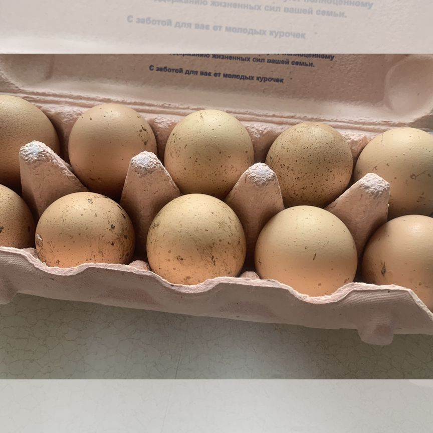 Инкубационное яйцо белефельдер