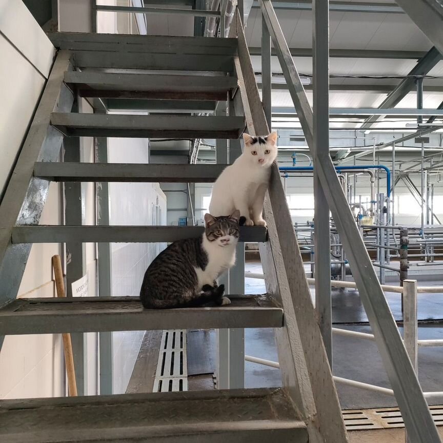 Котята
