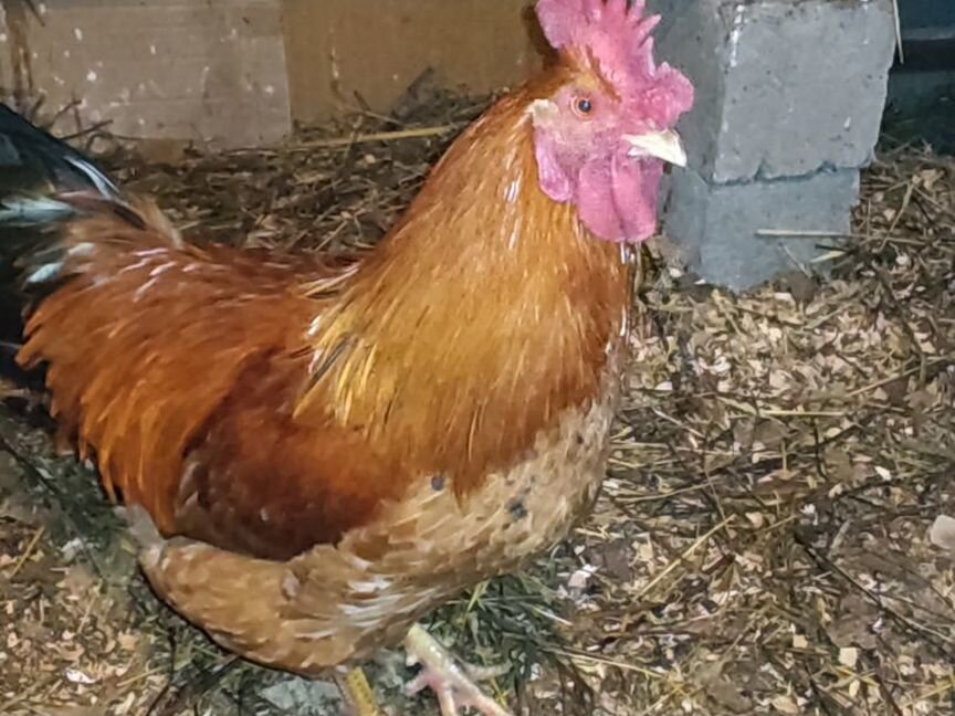 Кучинки, семья петушок и курочки