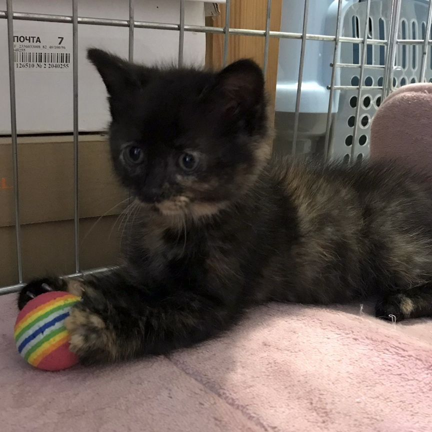 Котята девочки 1,1 мес