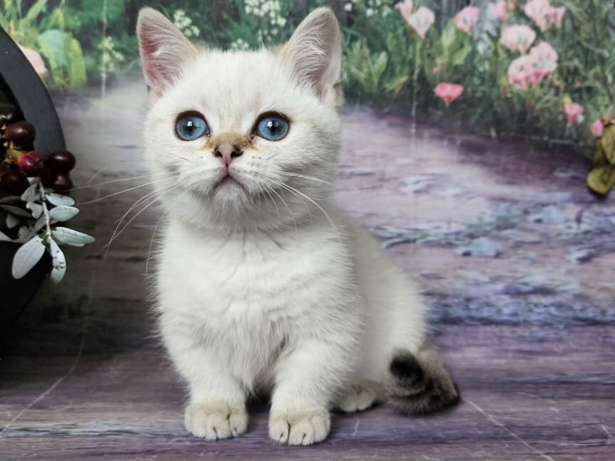 Коротколапая