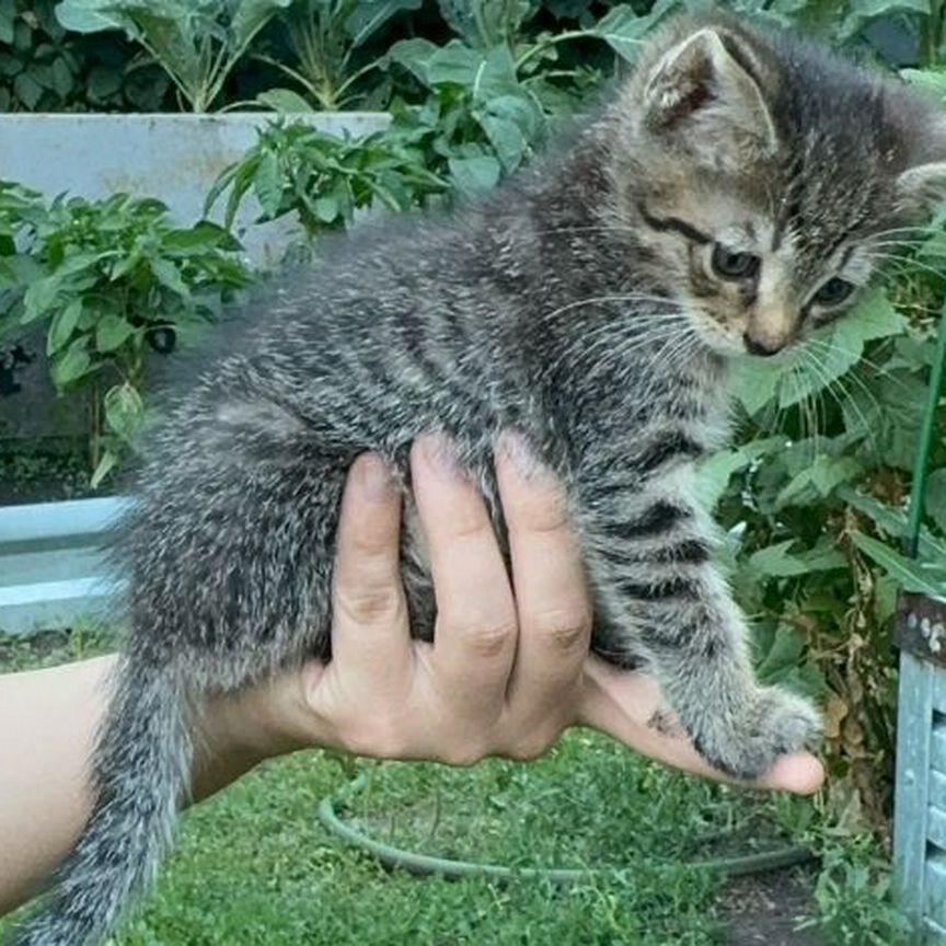 Котенок добрые руки