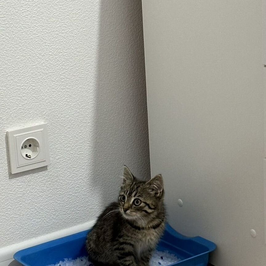 Котенок в добрые руки бесплатно