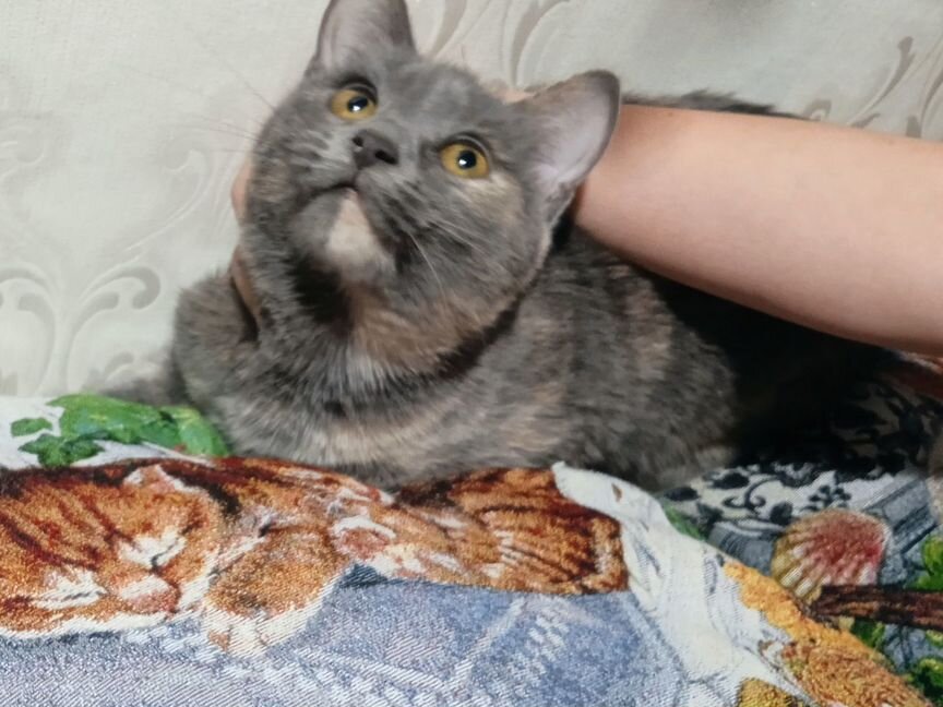 Отдаю котëнка в добрые и заботливые руки