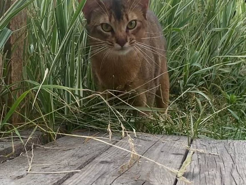 Абиссинский кот 15 мес