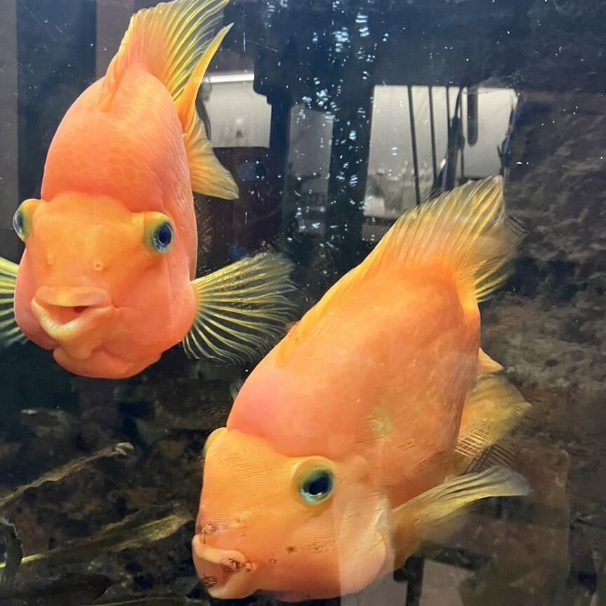 Аквариумные рыбки попугай