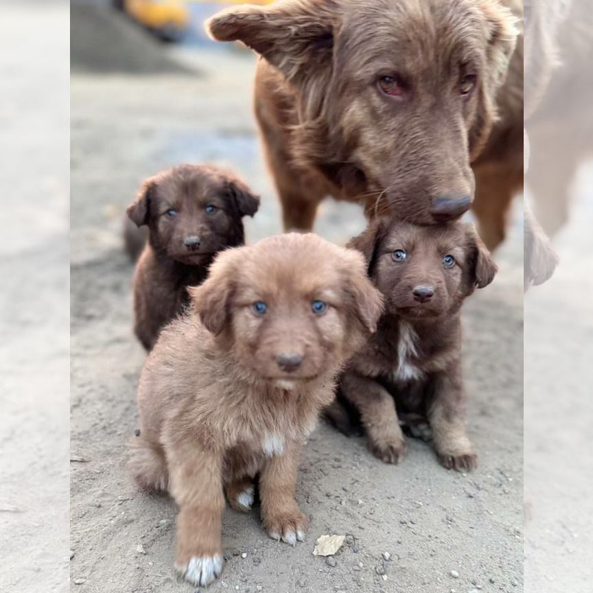 Щенки в добрые руки