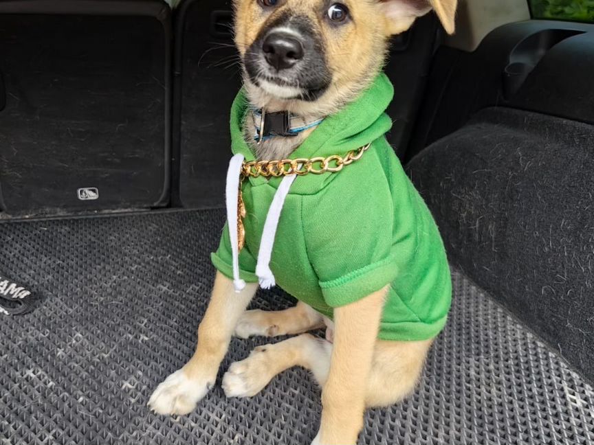 Щенок в добрые руки бесплатно