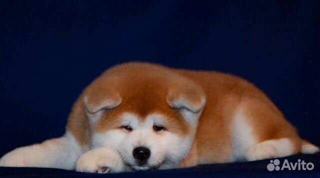 Щенки акита ину 2.5мес