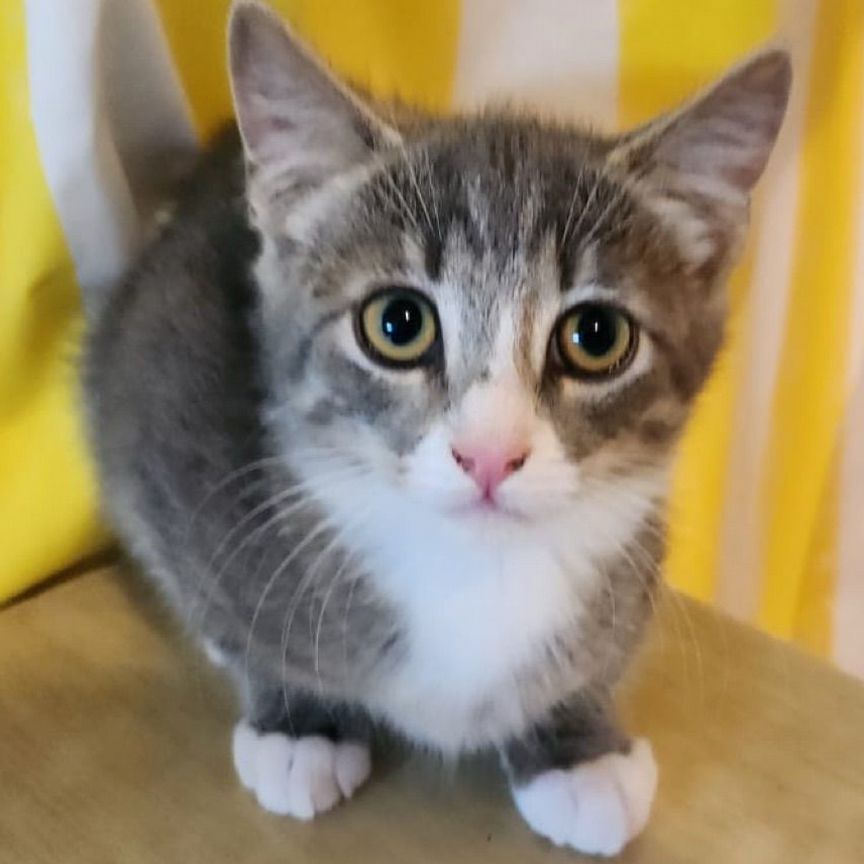 Котёнок 2,5 месяца ищет дом