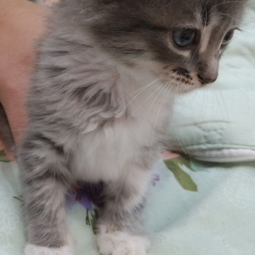 Сибирская кошка