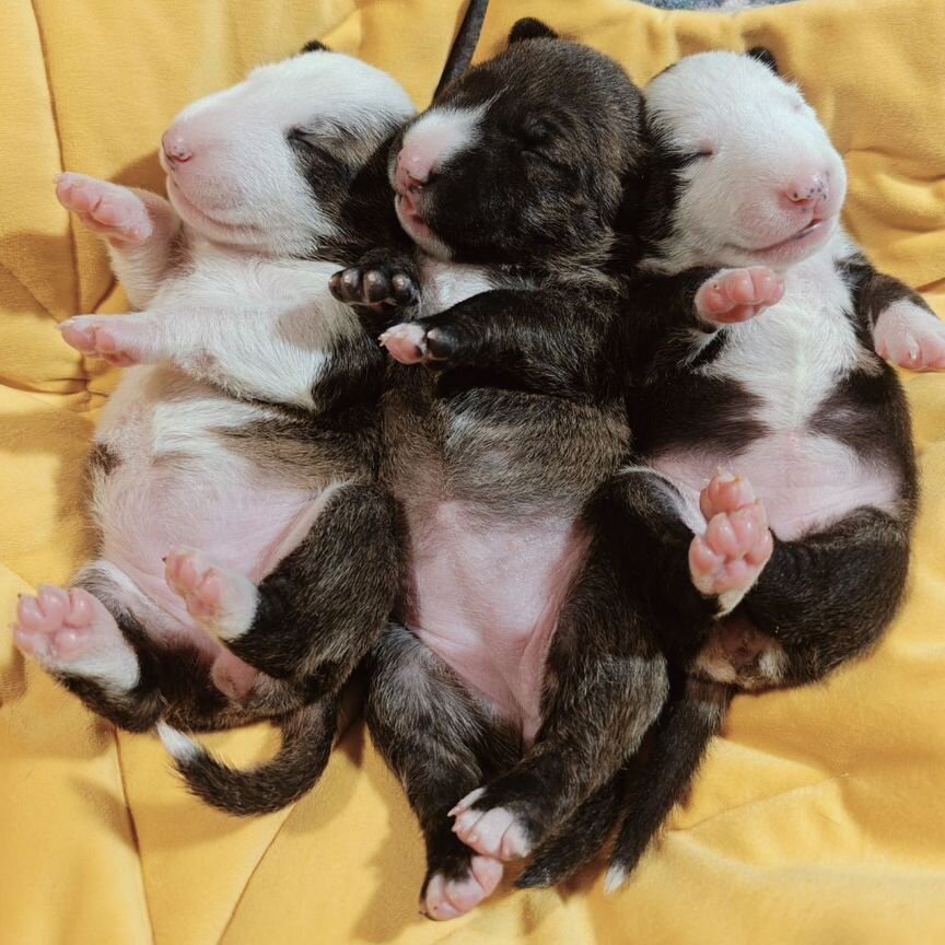 Мини-бультерьер, щенок