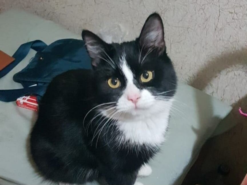 Котик без хвостика в приюте