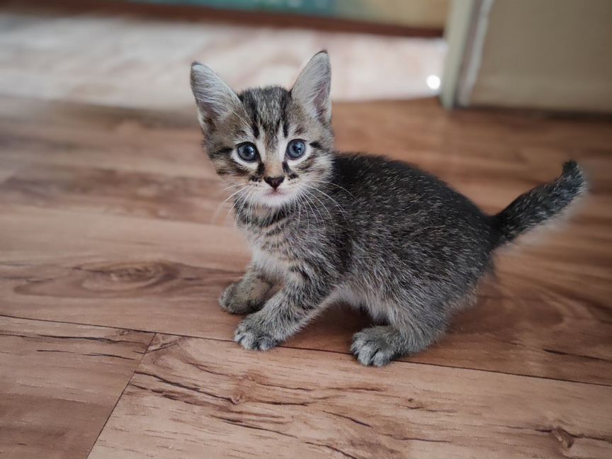 Котята бесплатно