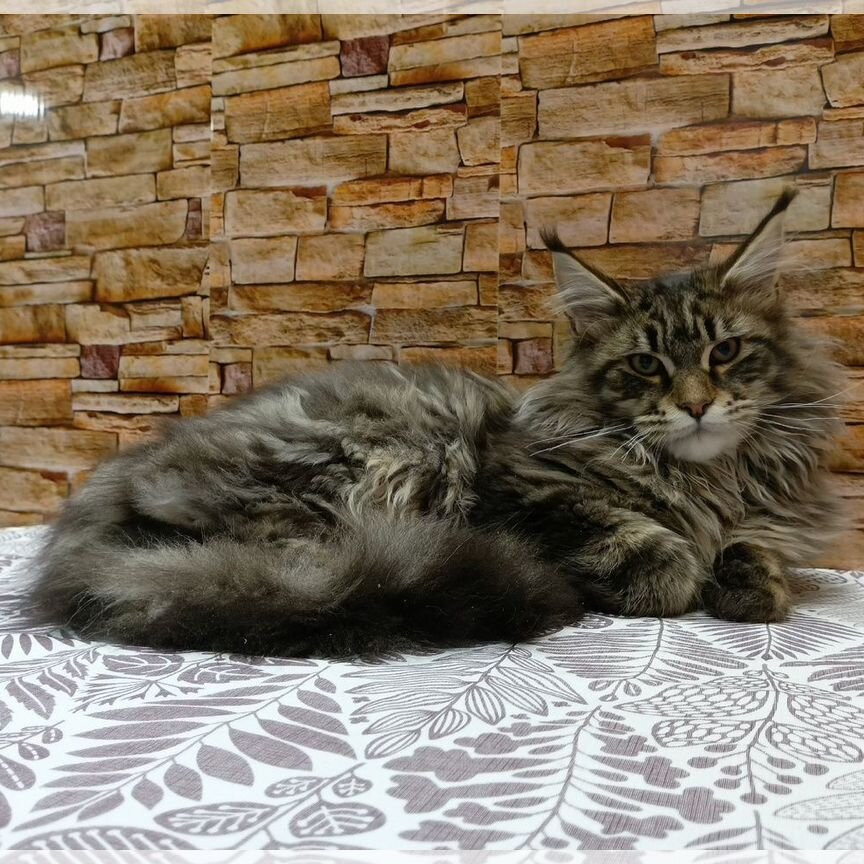 Котенок мальчик мейн-кун