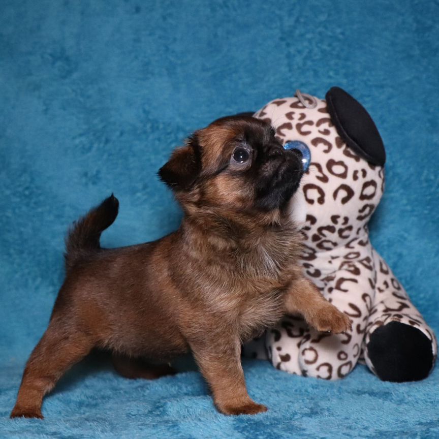 Пти-брабансон, щенок