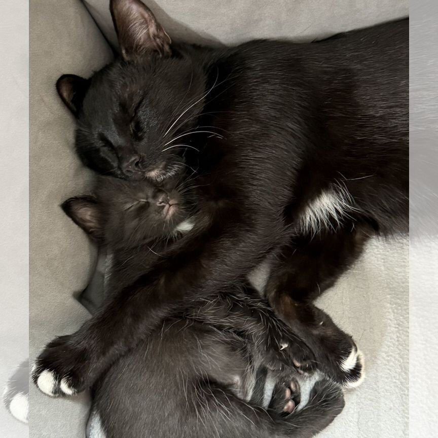 Котята