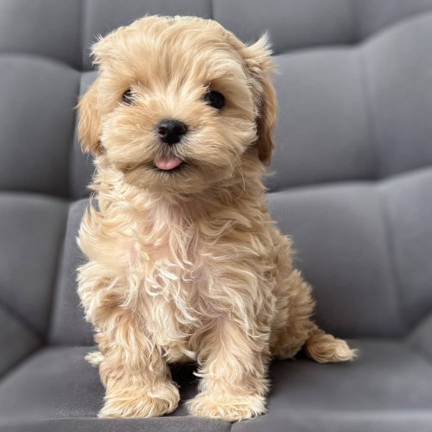 Мальтипу, щенок