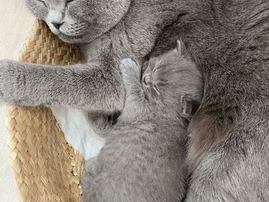 Британские котята