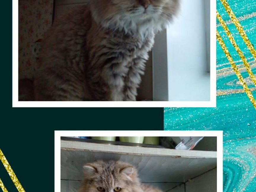 Кошка в добрые руки