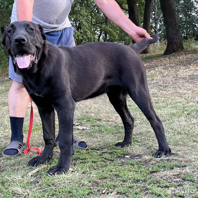 Девочка сао из питомника Аз марал