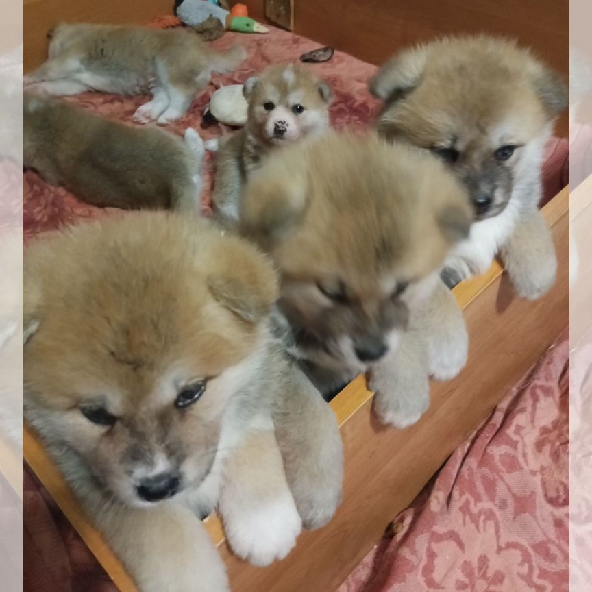 Акита-ину, щенок