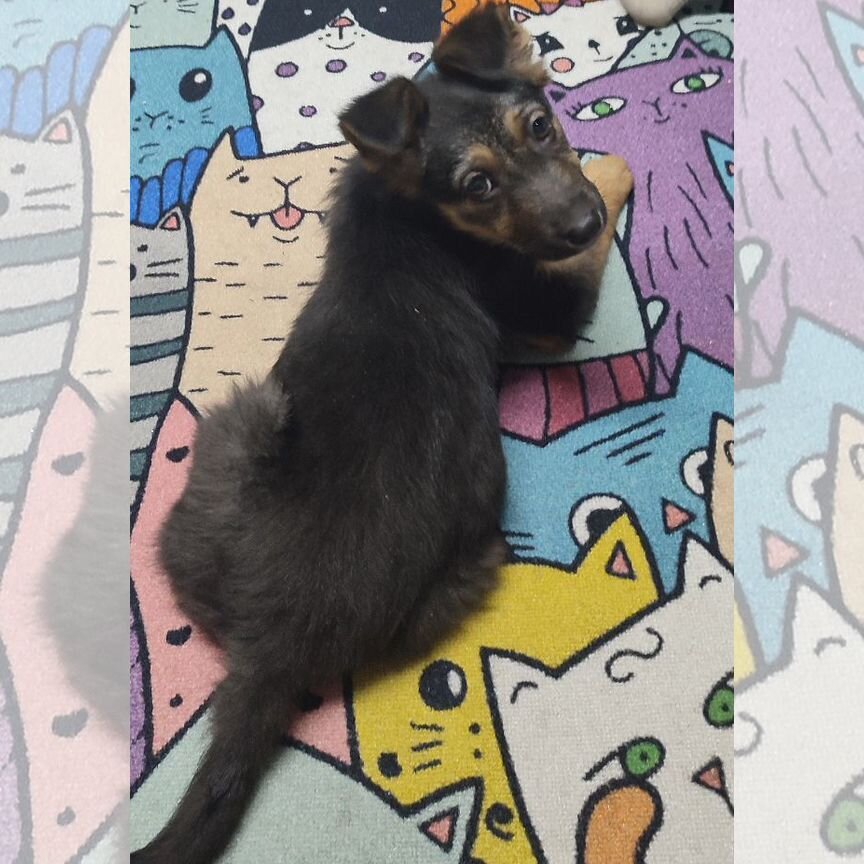 Щенок в добрые руки