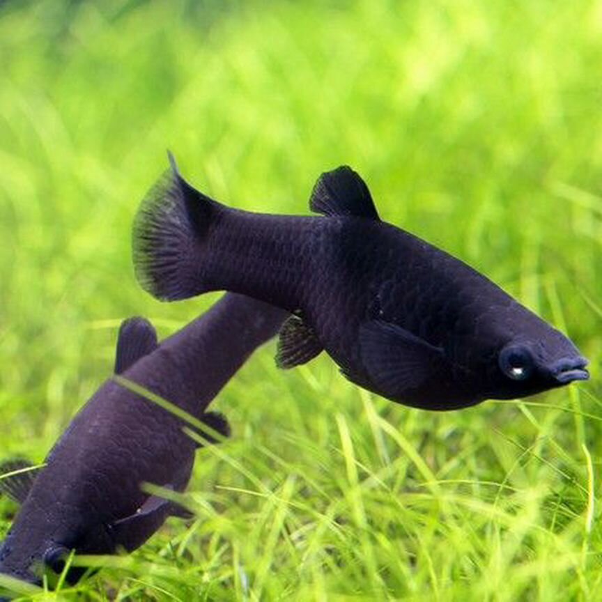 Моллинезия 5 шт