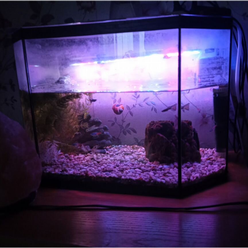 Аквариум со всем содержимым, без коралла