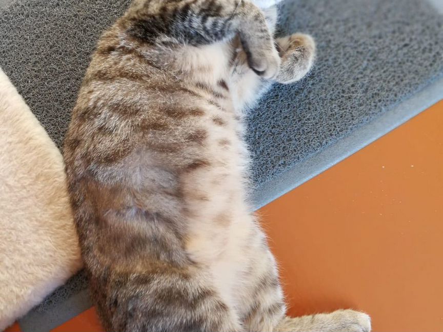 Кошки