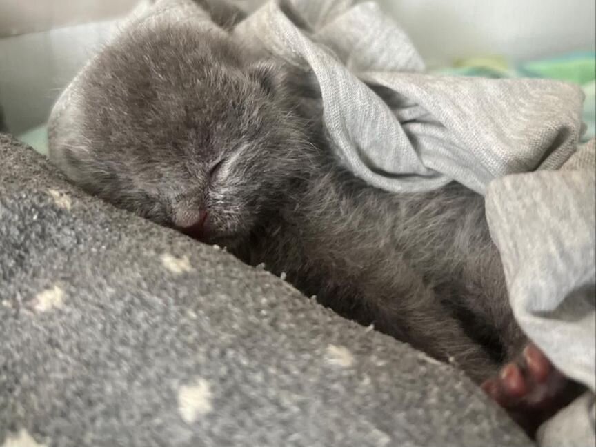 Котенок ищет маму