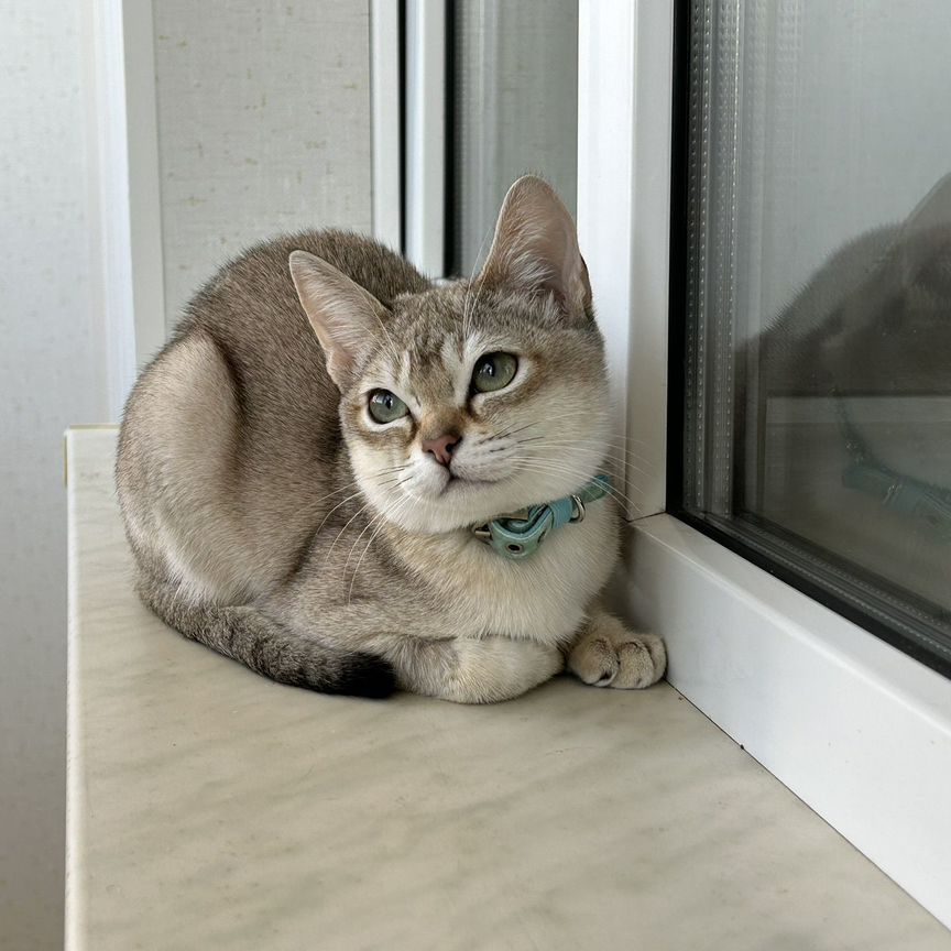 Сингапурские котята