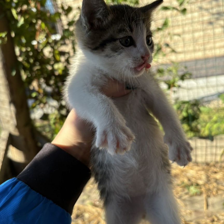 Котенок кошки крысоловки