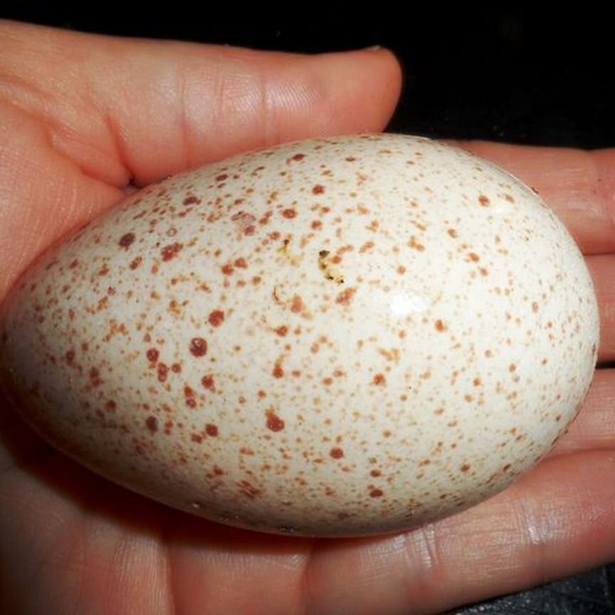 Яйца для инкубации индюков