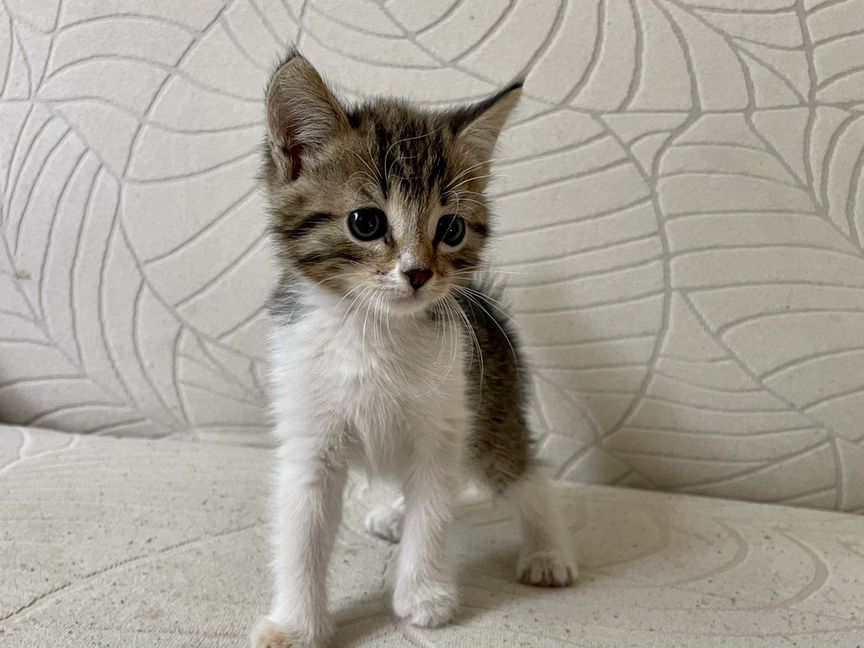 Котенок девочка в добрые руки
