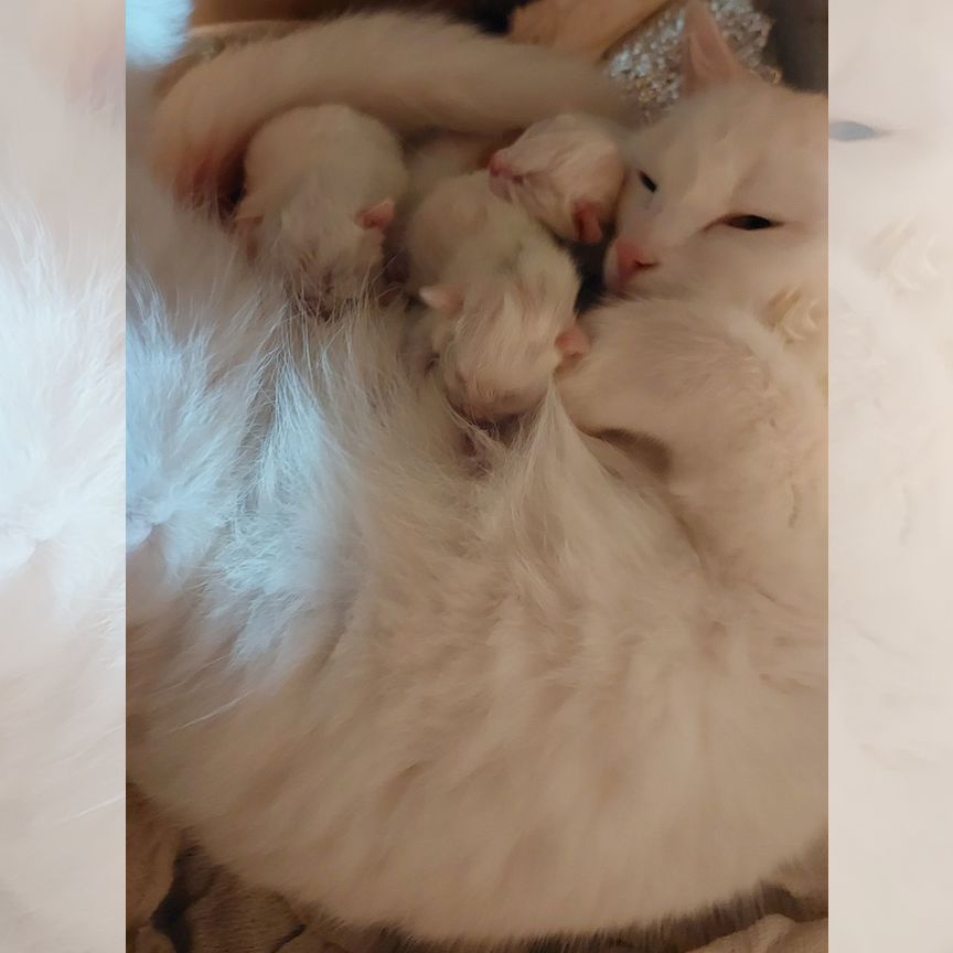 Котята в добрые руки даром