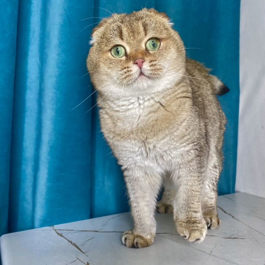 Котик