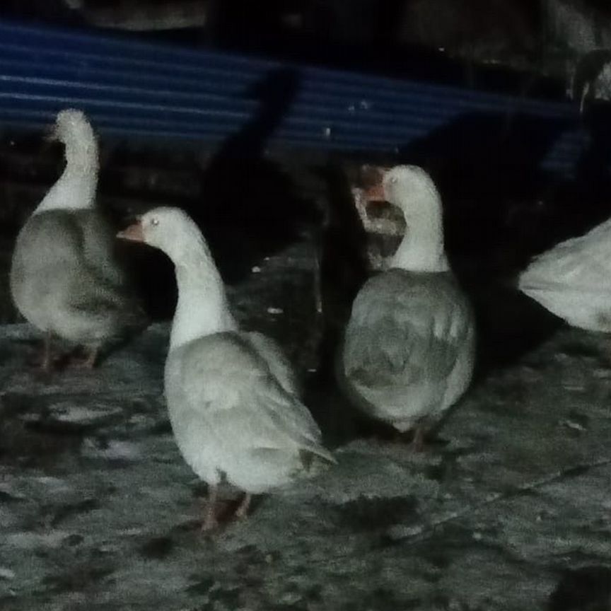 Гуси и индюки