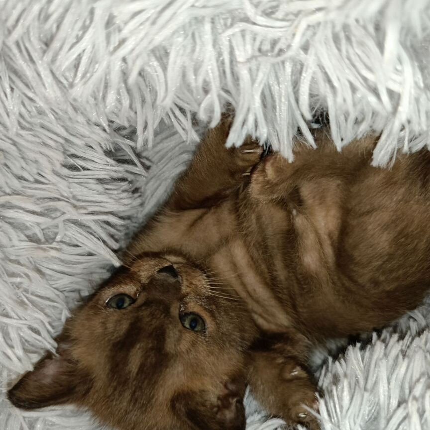 Бурманские котята