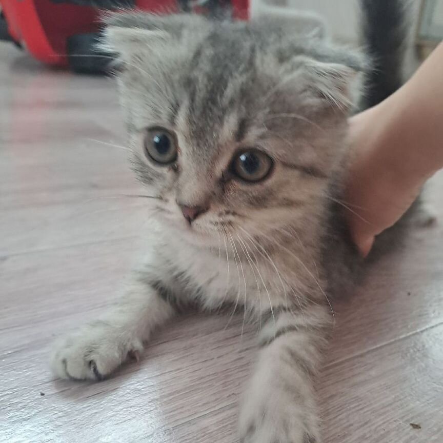 Шотландский вислоухий короткошёрстный котёнок
