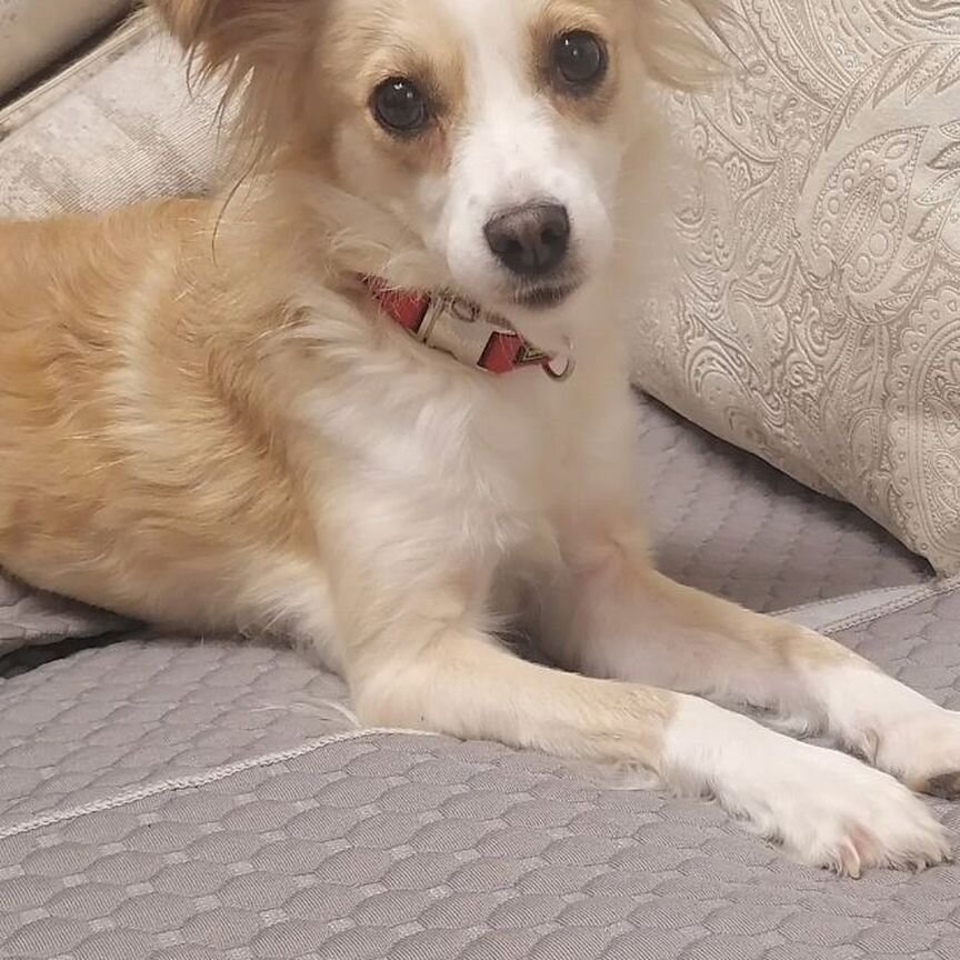 Собака в добрые руки